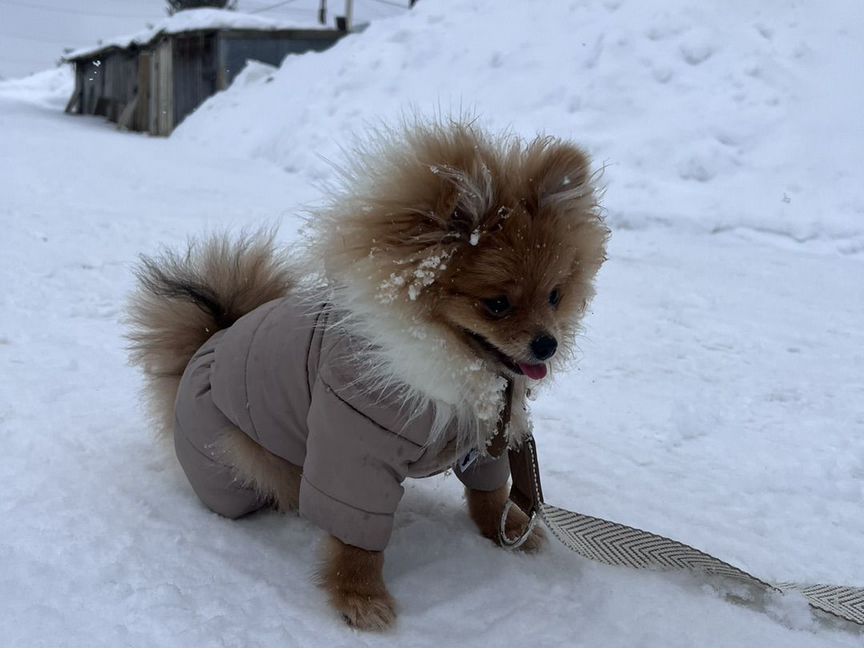 Комбинизон для собаки