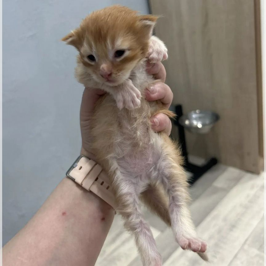 Мейн-кун котёнок