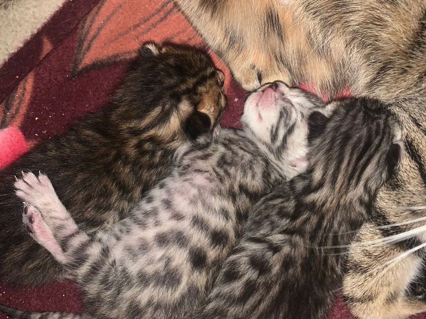 Бенгальские котята