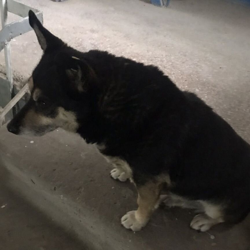 Собака беспородная в добрые руки