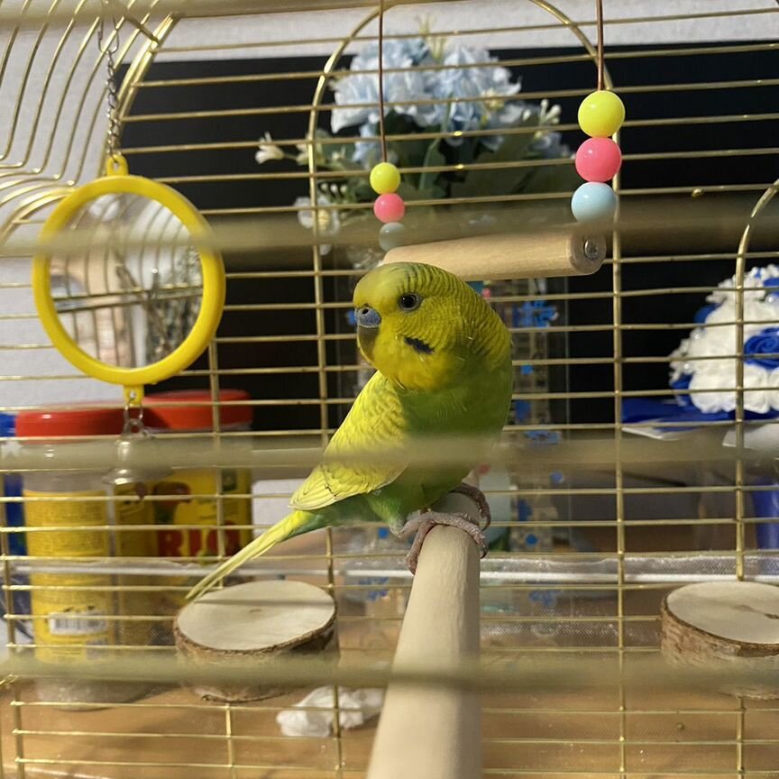 Ищу волнистого попугая-самку для самца