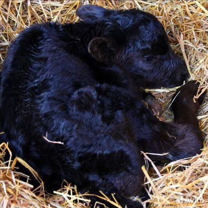 Продам телочку