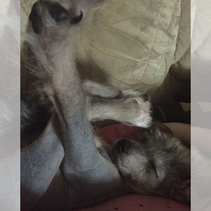 Китайская хохлатая, щенок