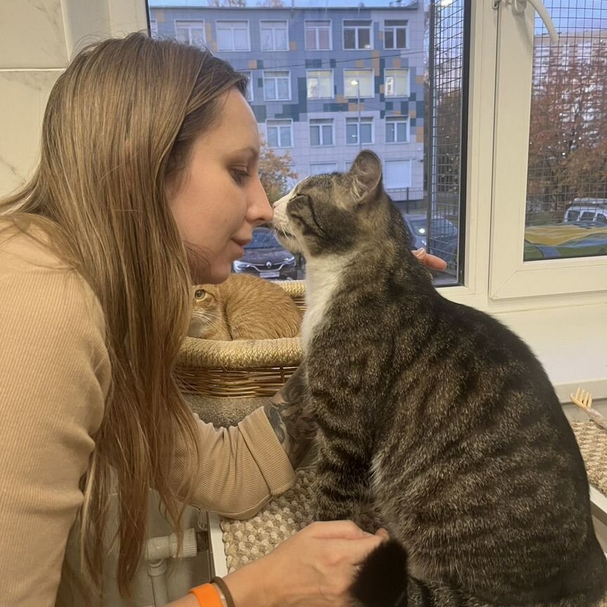 Кот в добрые руки