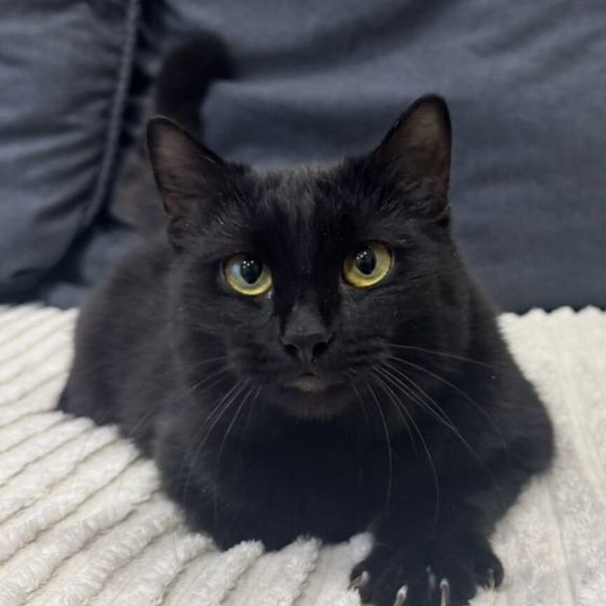 Сибирский котёнок