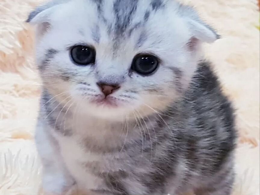 Шотландские котята