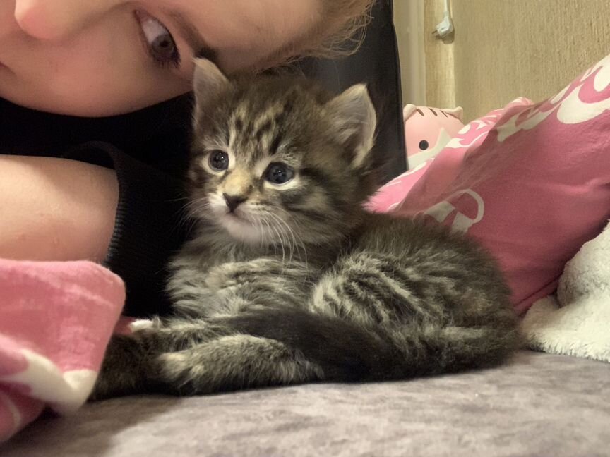 Котёнок в добрые руки