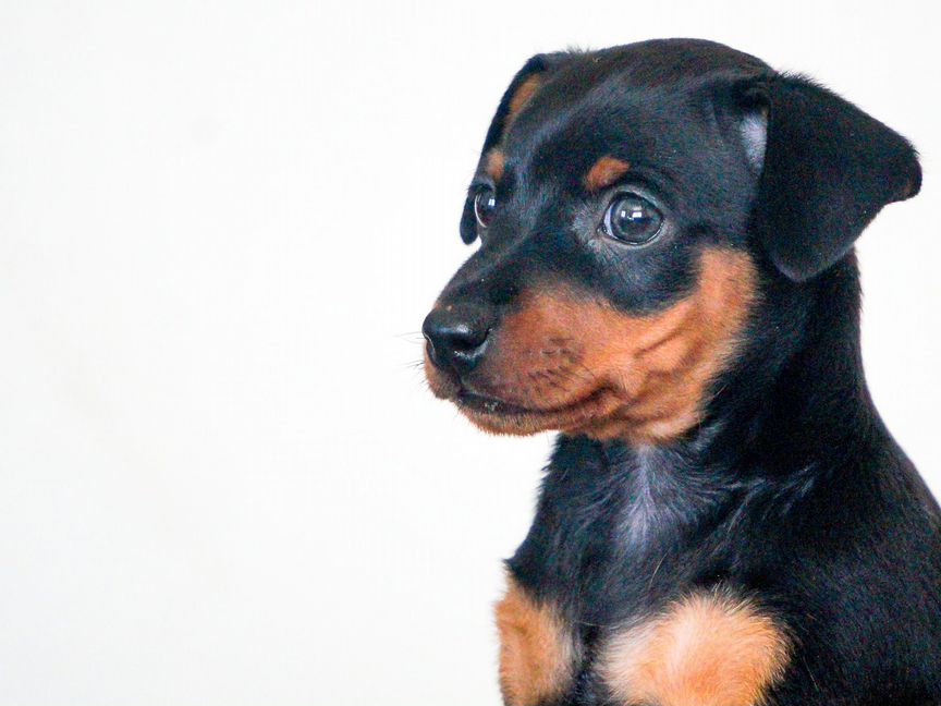 Цвергпинчеры черно-подпалые щенки