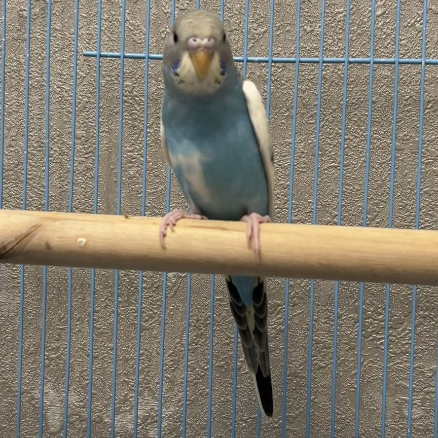 Волнистый попугай