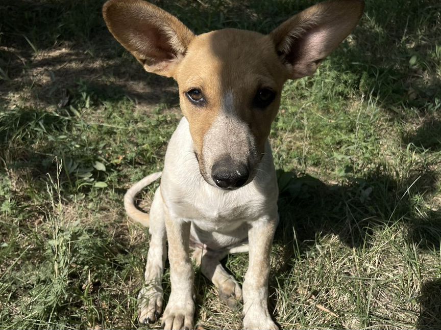 Щенок рыжик ищет дом