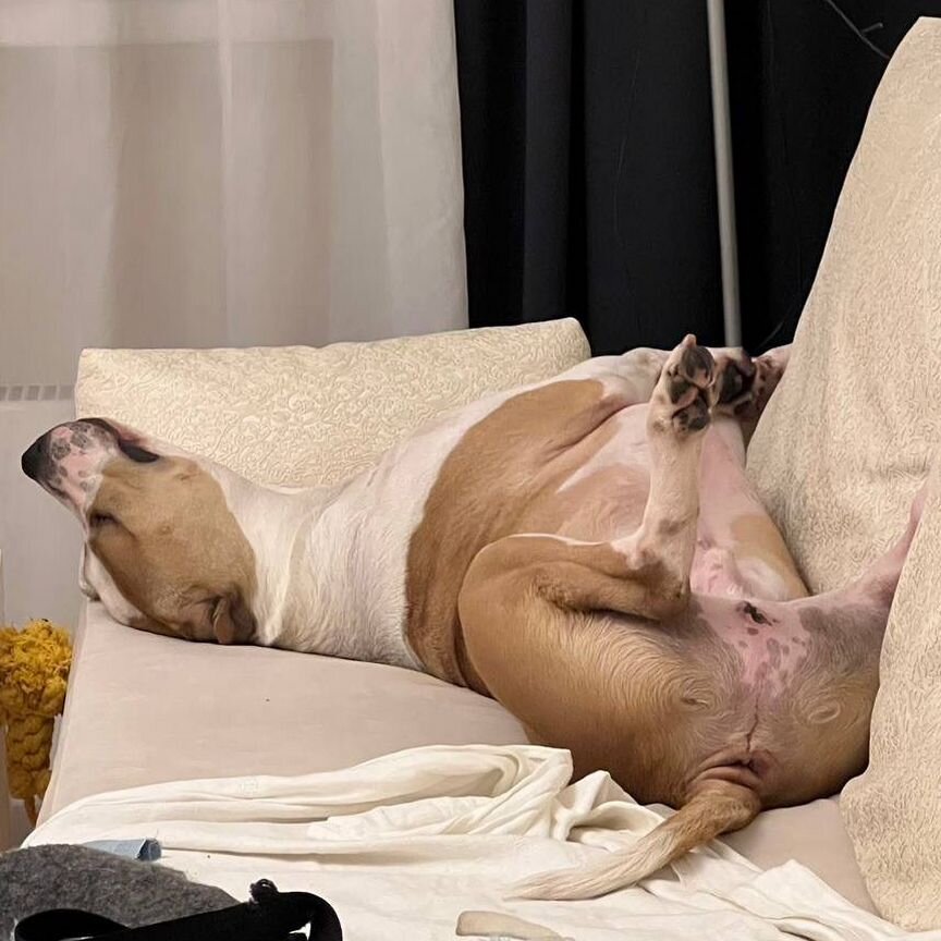 Стаффордширский бультерьер, взрослый пёс