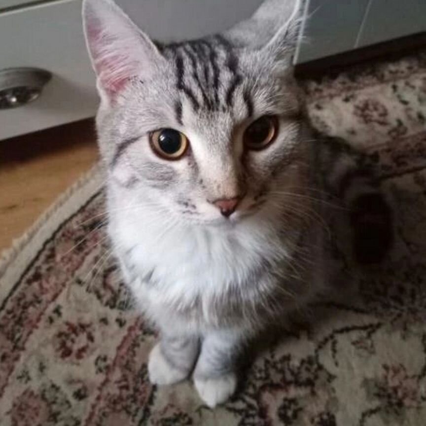 Котёнок