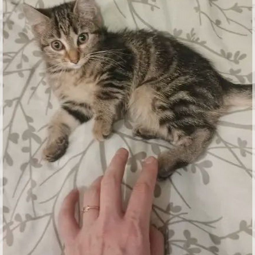 Котёнок в добрые руки