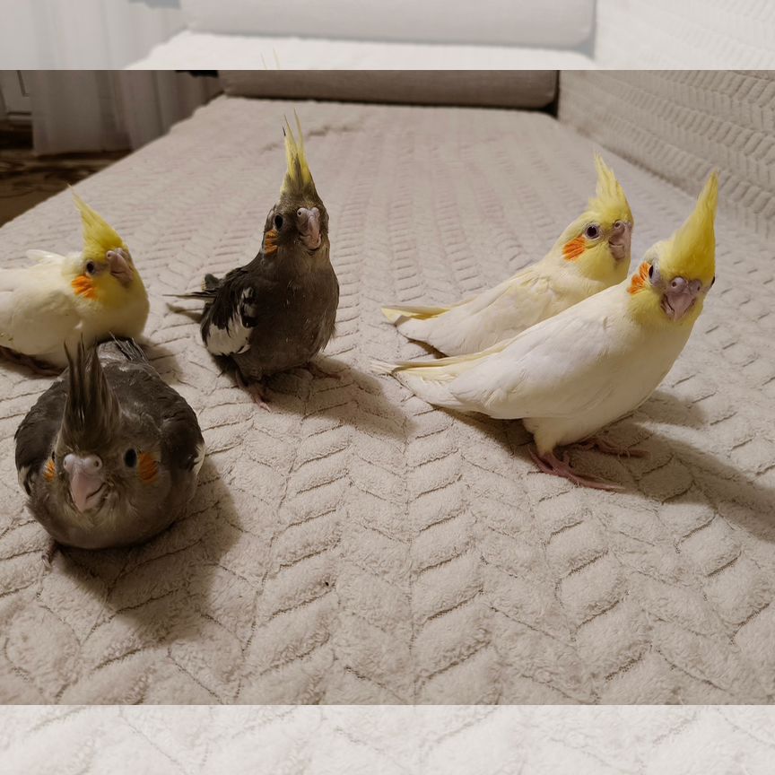 Попугай корелла