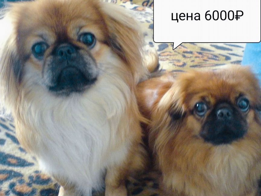 Щенки пекинесики