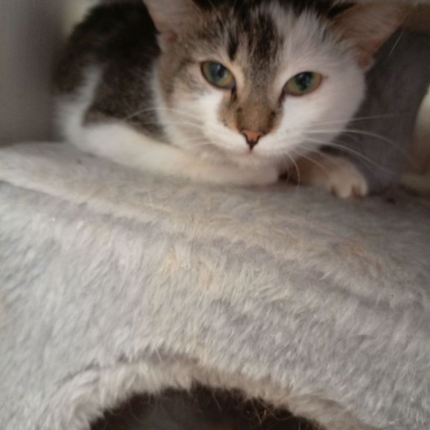 Котята, девочки