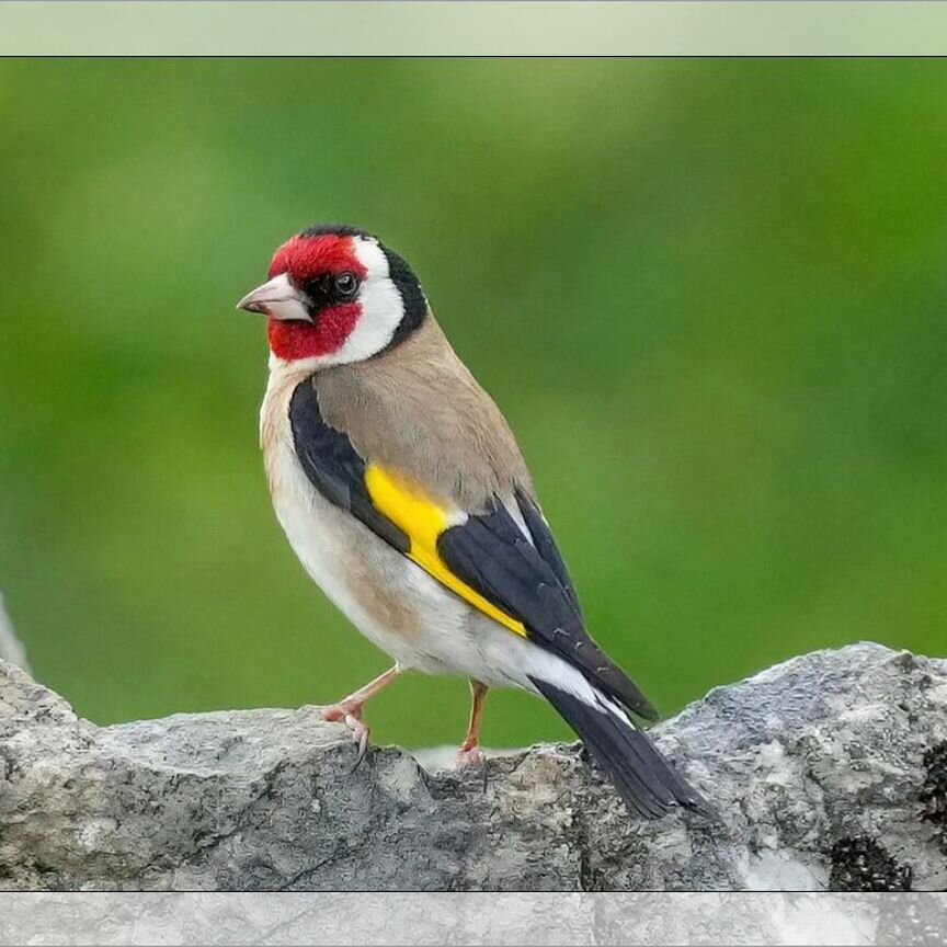 Певчие птицы