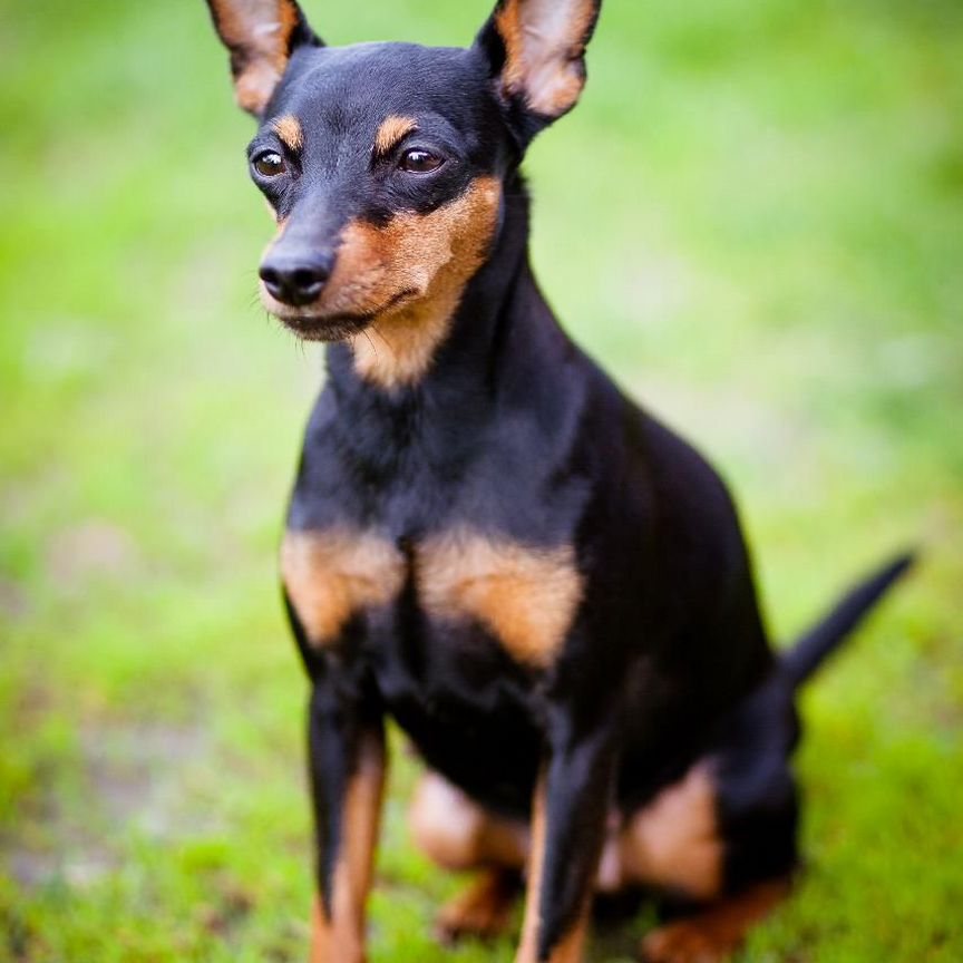 Карликовый пинчер