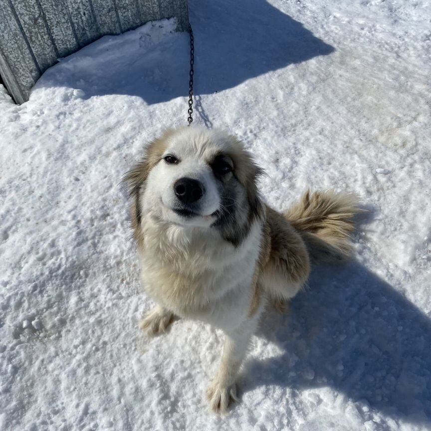 Чистокровная дворянка