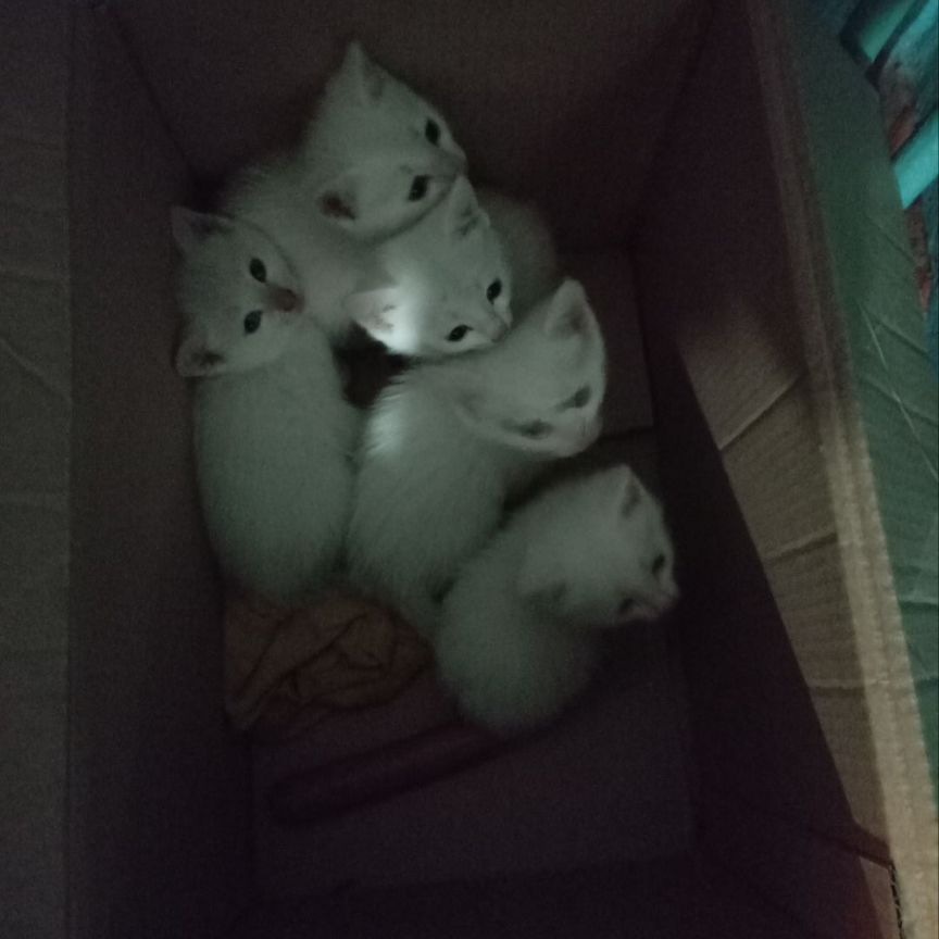 Сиамский котёнок