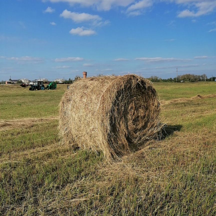 Продам сено в рулонах