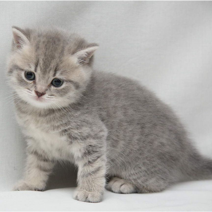 Британская короткошерстная котята