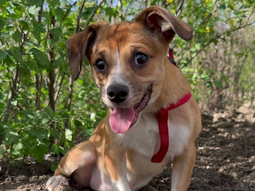 Танита ищет дом