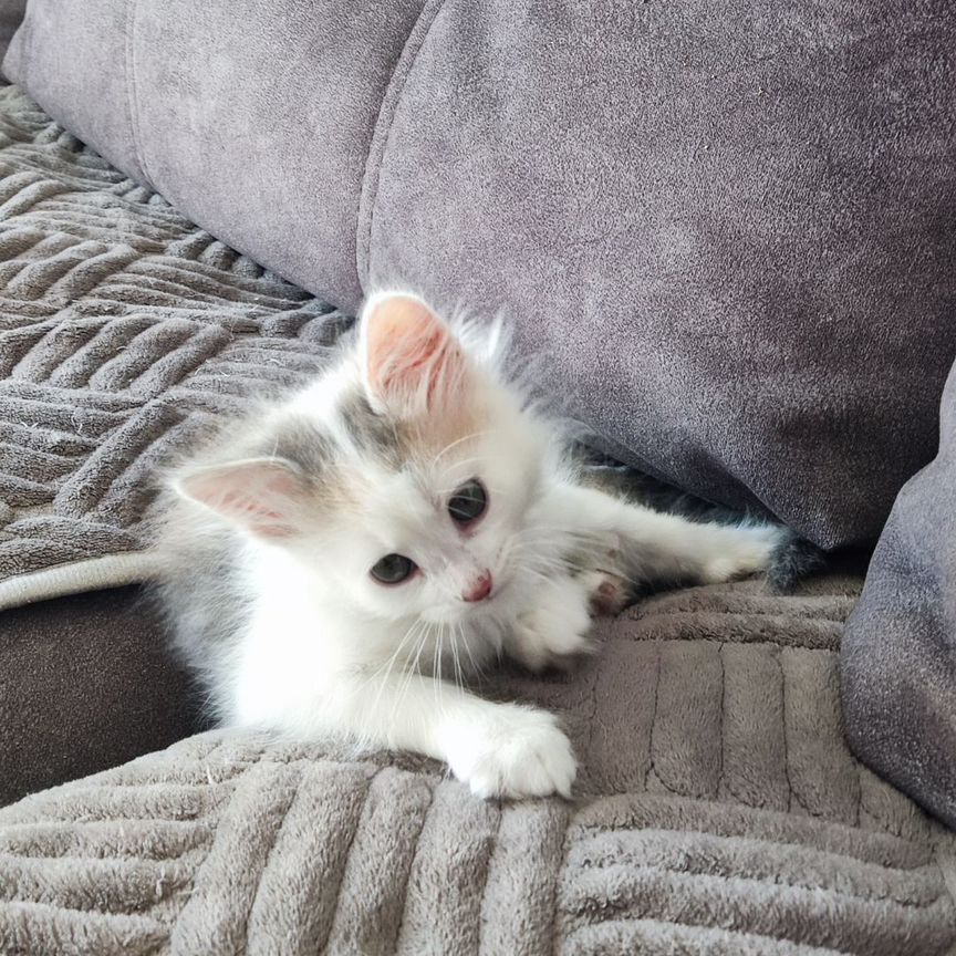 Отдам трехцветную кошечку
