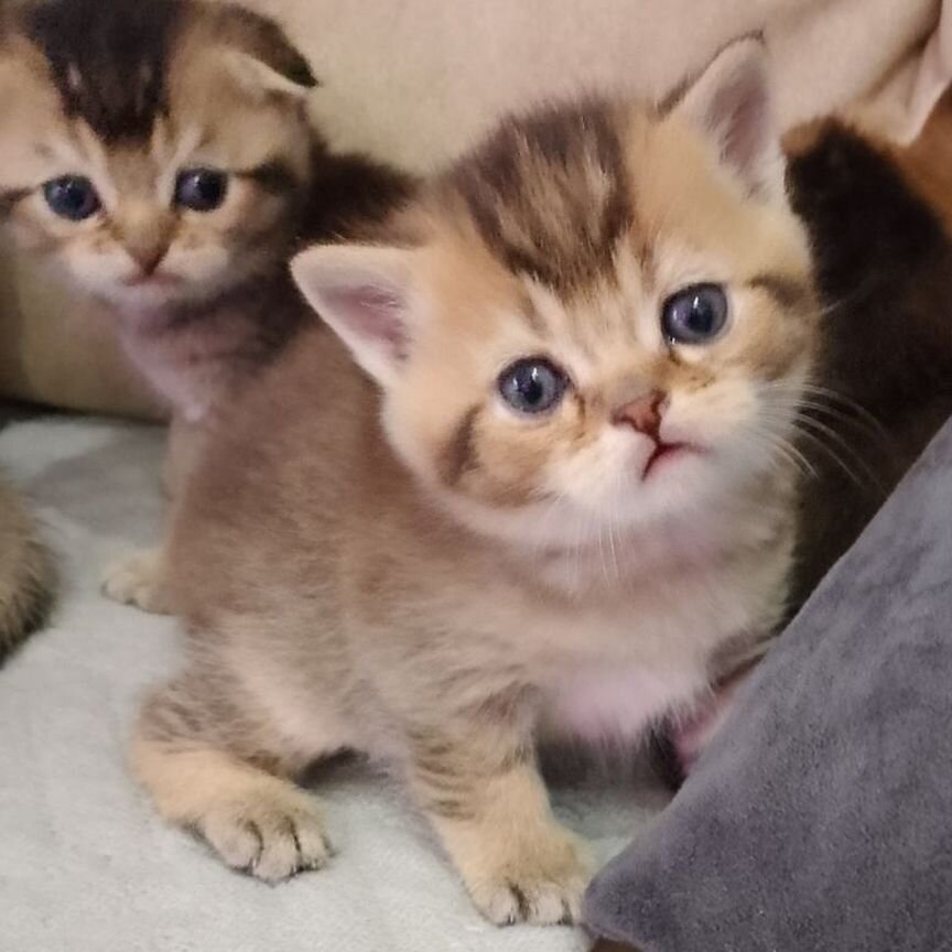 Шотландский вислоухий короткошёрстный котёнок