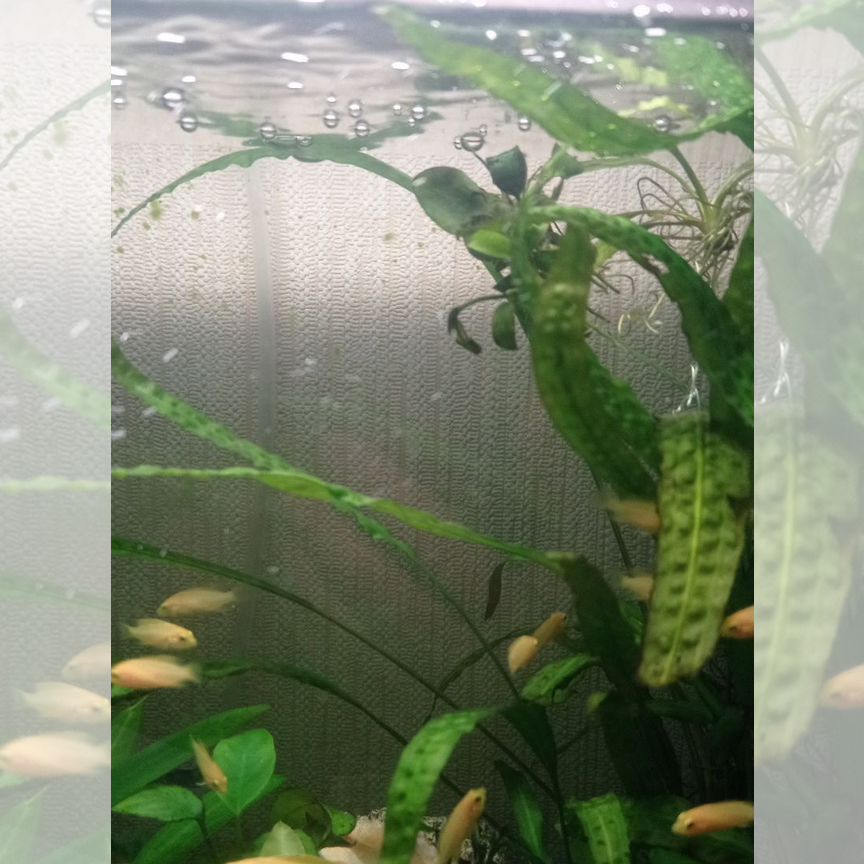 Еллоу рыбки