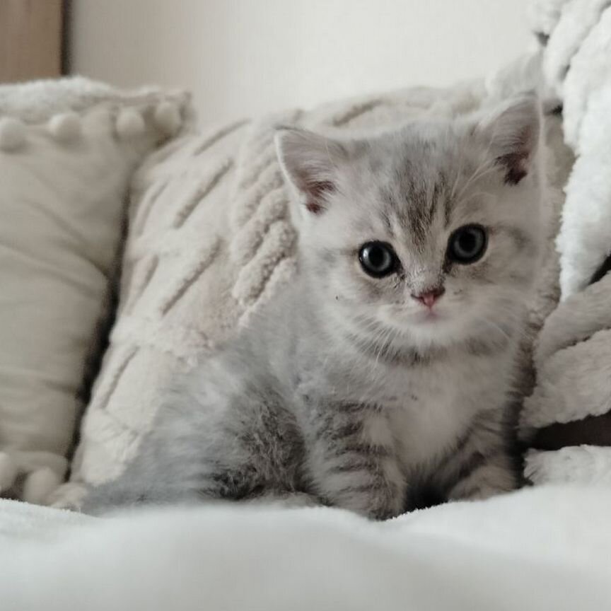 Британский котёнок