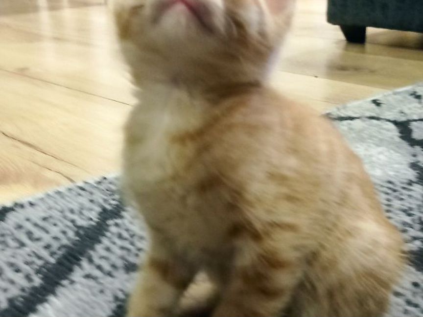 Котята в добрые руки бесплатно