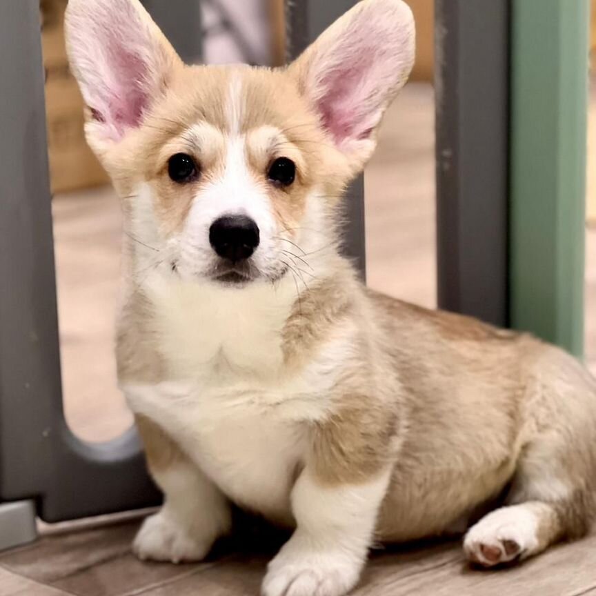 Вельш Корги Пемброк, щенок