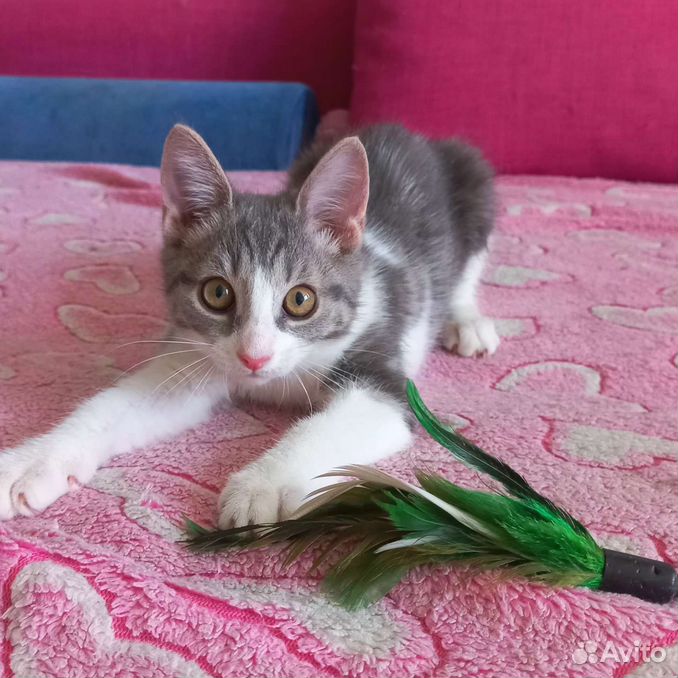 Милый котенок красавишна