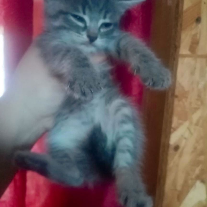 Раздам котят