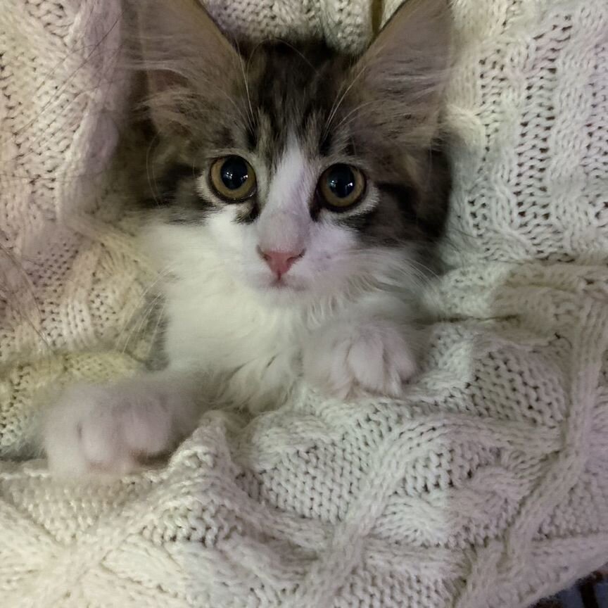 Котёнок в добрые руки