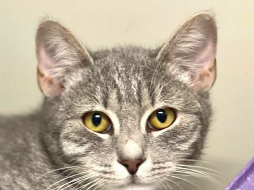 Ласковая кошечка в добрые ручки