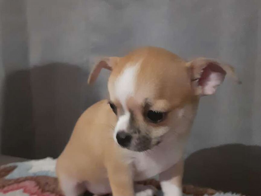 Щенки чихуахуа