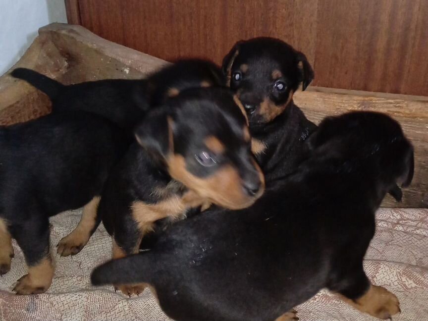 Собака ягдтерьер