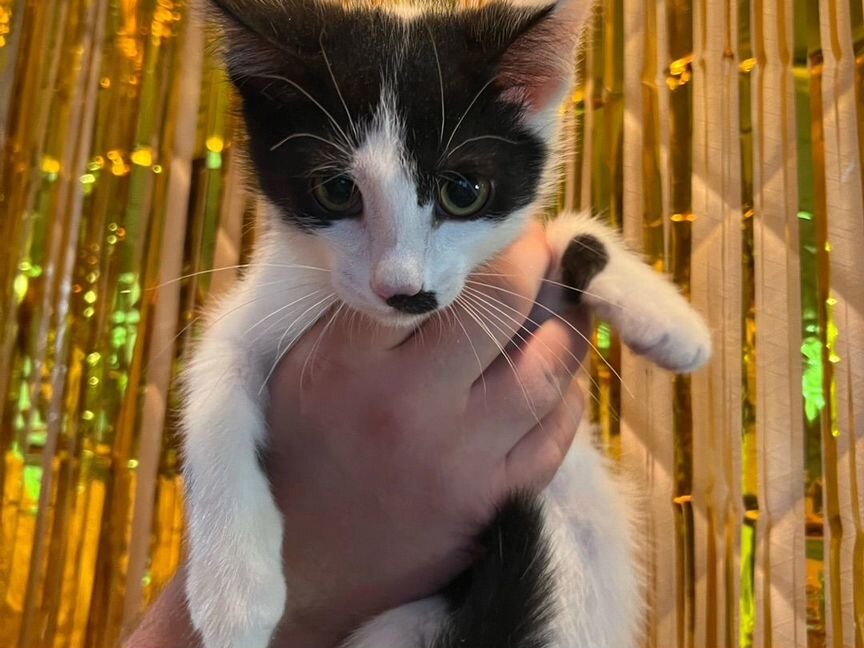 Малышка Бэлла в добрые руки