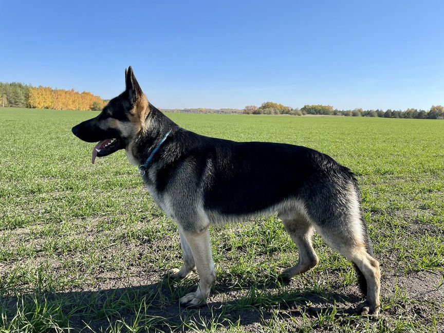 Восточноевропейская овчарка