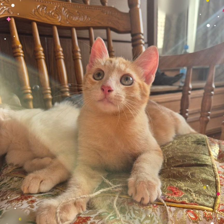 Ласковый котёнок в добрые руки