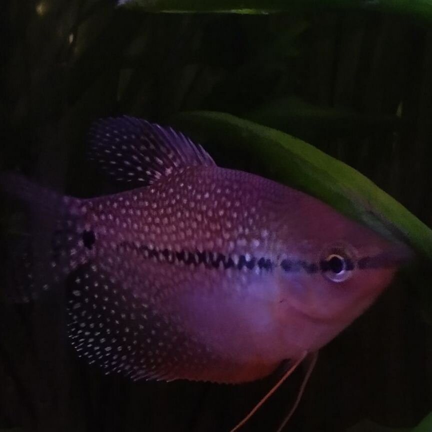 Жемчужные гурами, меченосец самка