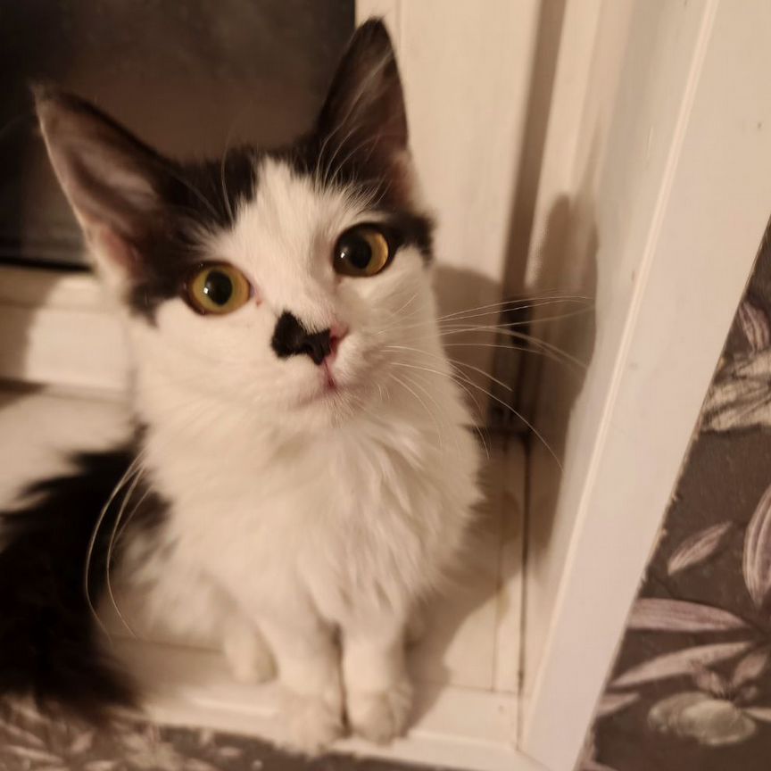 Сибирский котёнок