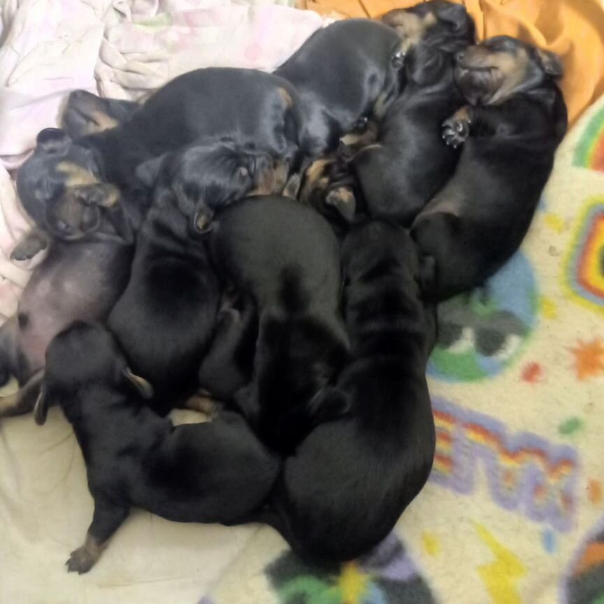 Такса, щенок