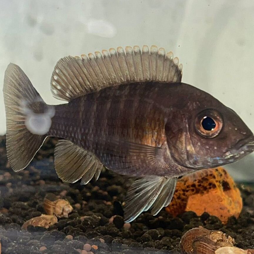 Аквариумные рыбки