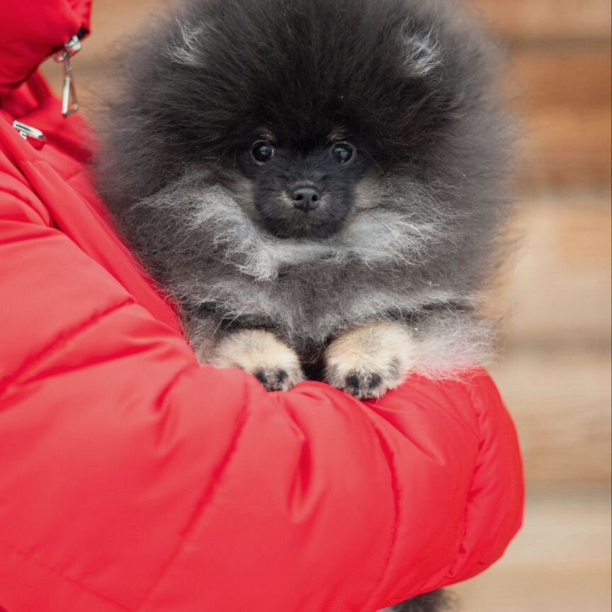 Шпиц мальчишка