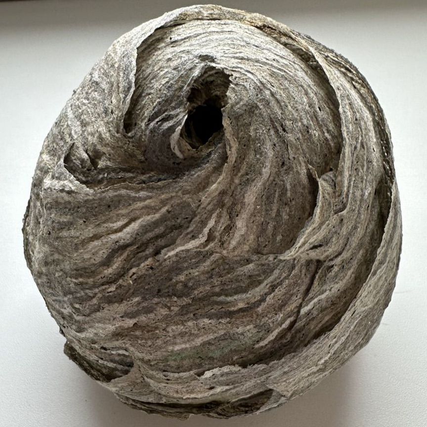 Гнездо осиное большое