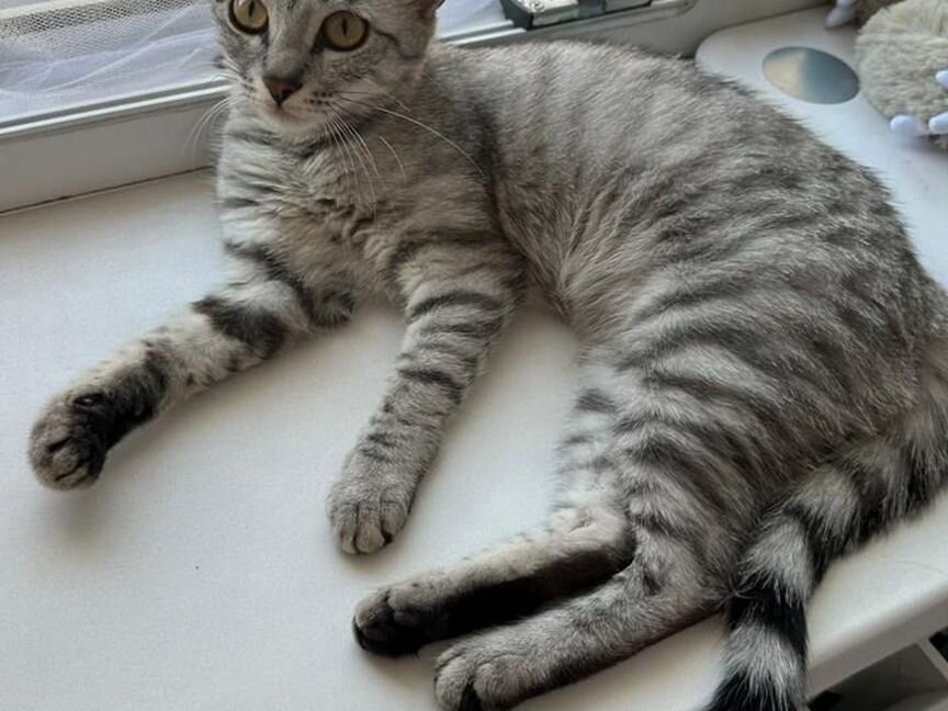 Кошка