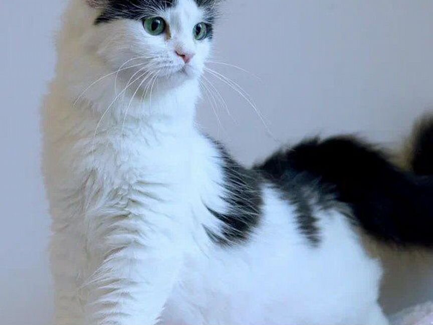 Кошки приюта в добрые ручки